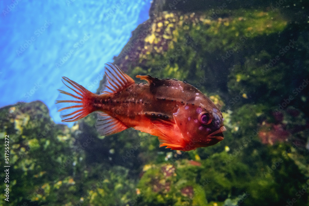 Lumpsucker, lumpfish or sparrow fish (Cyclopterus lumpus) is a species ...