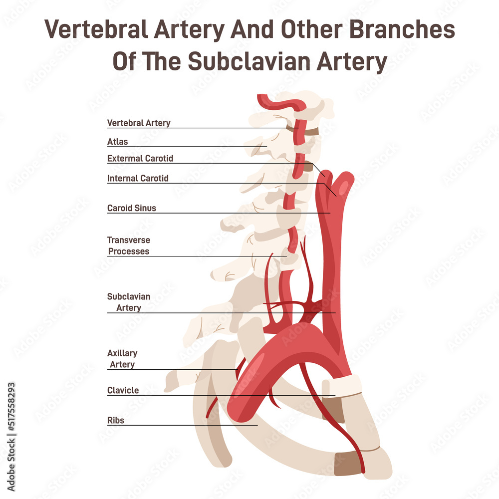 Head and neck circulatory system. Anatomical diagram of vertebral ...