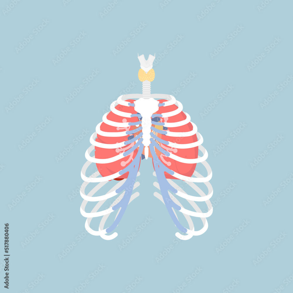 anatomy of human rib cage with lungs and human heart, internal organs ...