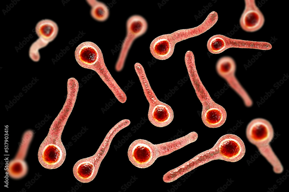 Clostridium tetani bacteria Stock Illustration | Adobe Stock