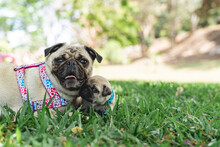 Mother's Day Pugs Free Stock Photo - Public Domain Pictures