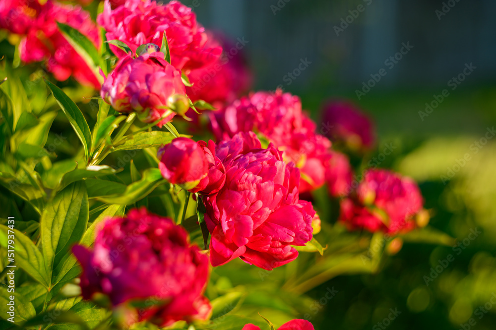 Peony with dark red flowers. From about the 16th century. A bushy ...