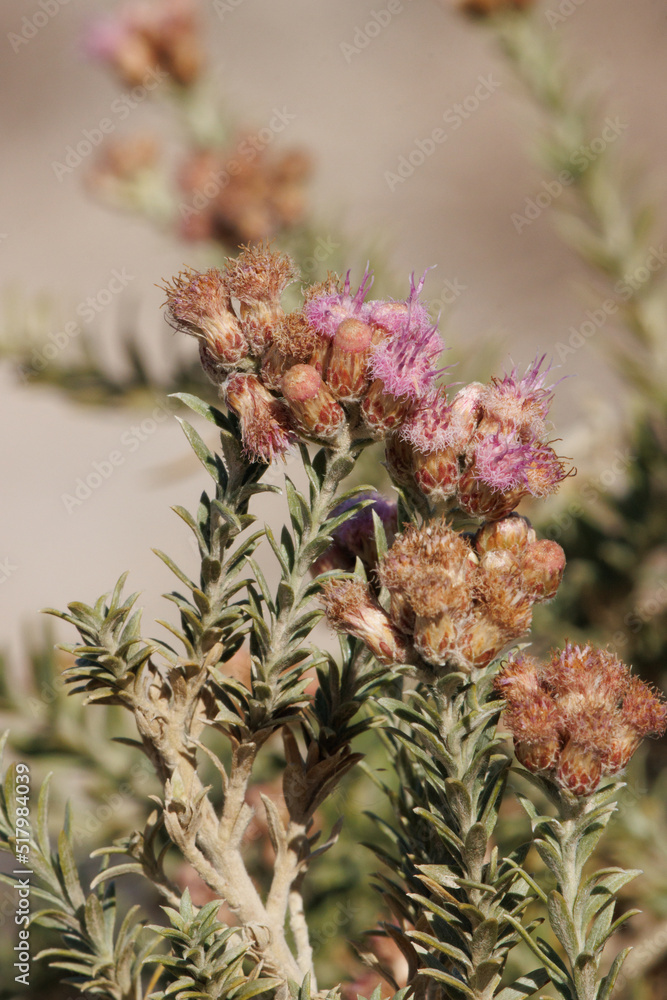 Pink flowering terminal racemose disciform head inflorescences of ...