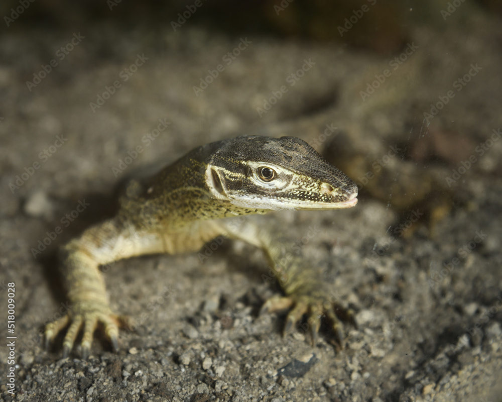 The yellow spotted monitor, Varanus panoptes, also known as the Argus ...