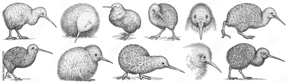 Vintage engrave isolated kiwi set illustration ink sketch. Wild bird ...