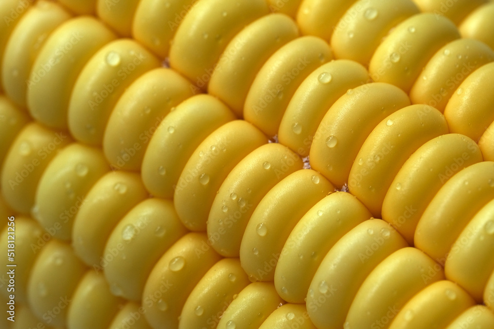 macro of fresh yellow corn kernels with water drops. Extreme close up ...