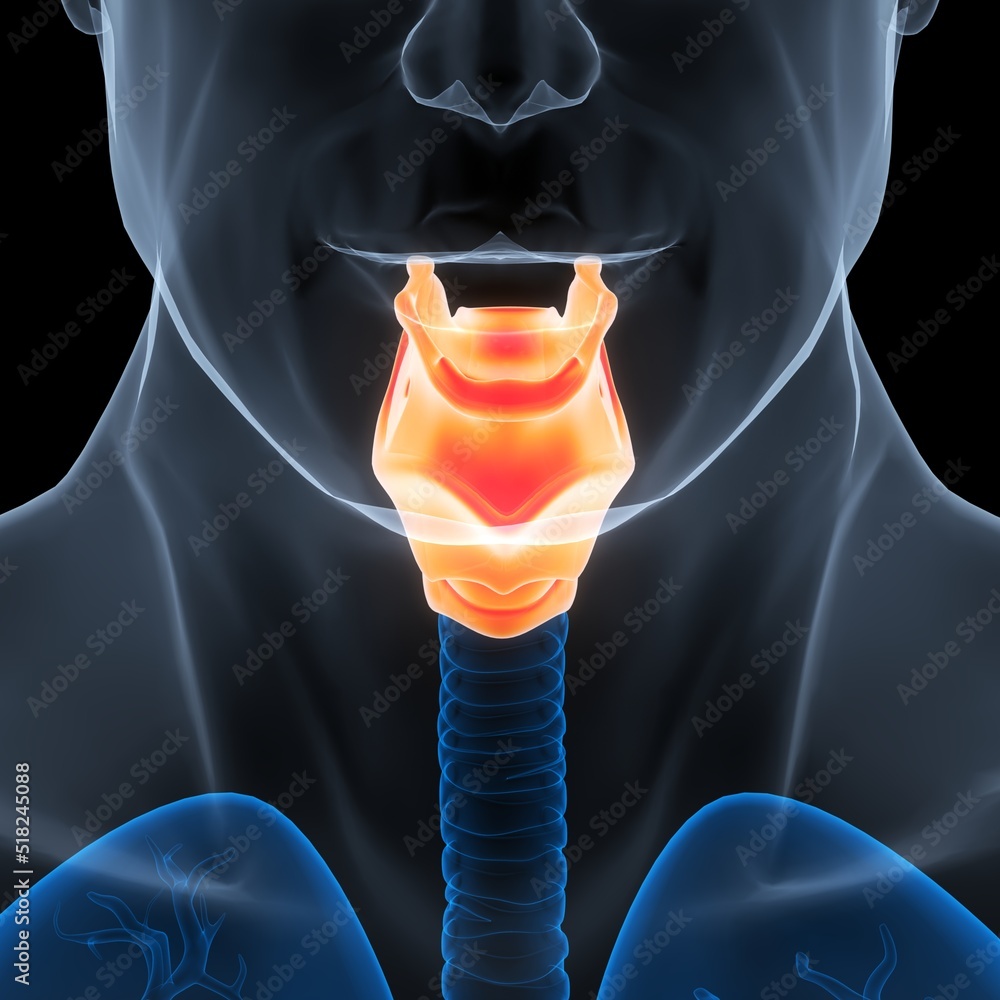 Human Respiratory System Larynx and Pharynx Anatomy Stock Illustration ...