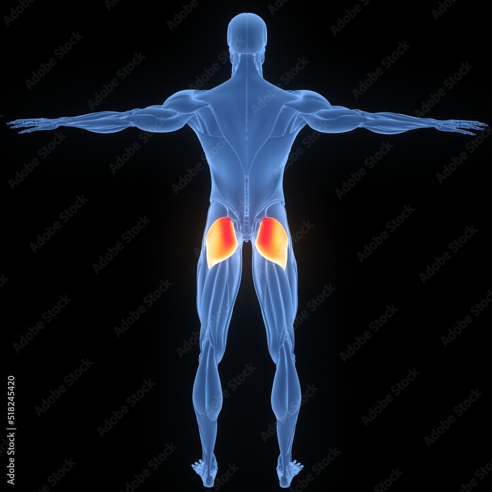 Ilustración de Stock Human Muscular System Leg Muscles Gluteus Maximus ...