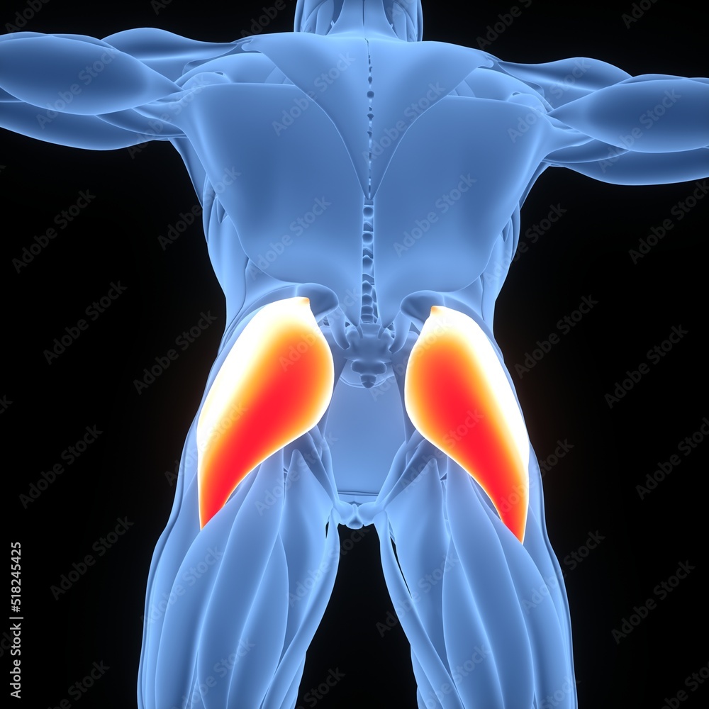 Human Muscular System Leg Muscles Gluteus Maximus Muscle Anatomy Stock ...