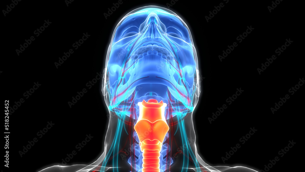 Human Respiratory System Larynx and Pharynx Anatomy Stock Illustration ...