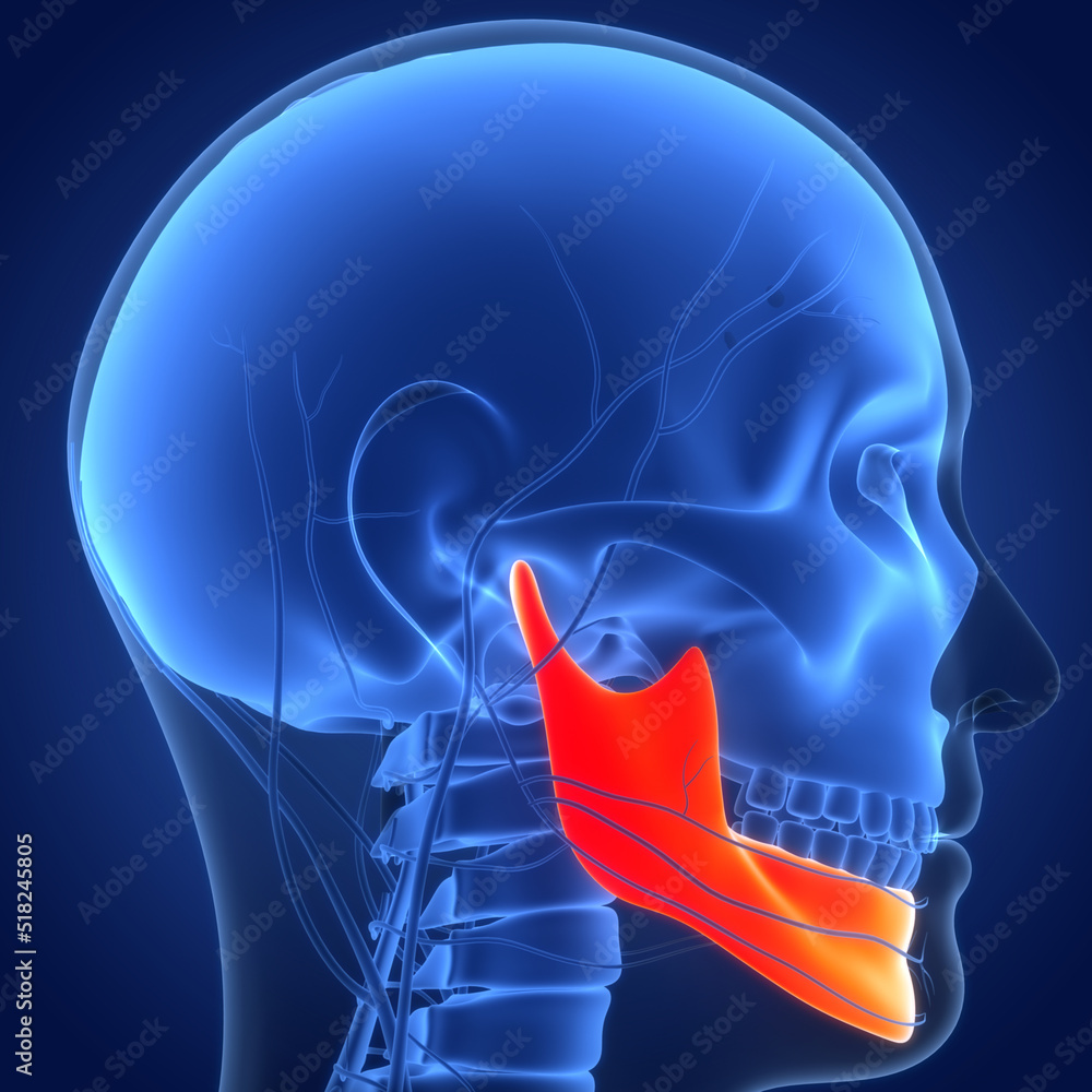 Human Skeleton System Skull Bone Joints Mandible Anatomy Stock ...