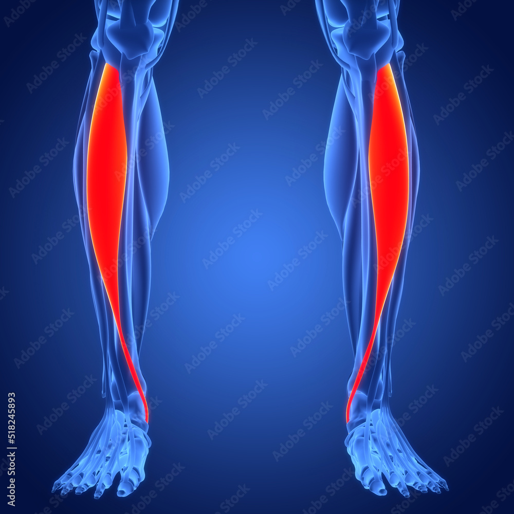Human Muscular System Leg Muscles Tibialis Anterior Muscles Anatomy ...