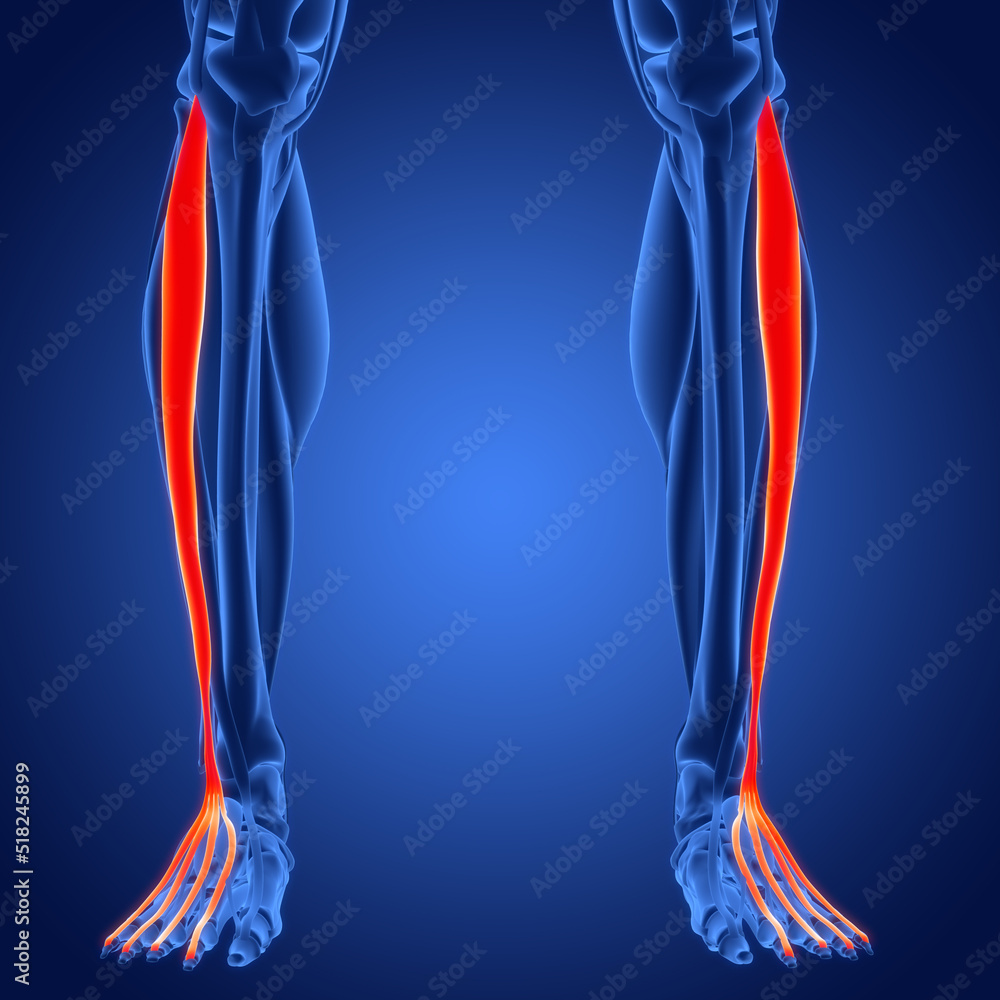 Human Muscular System Leg Muscles Extensor Digitorum Longus Muscles ...