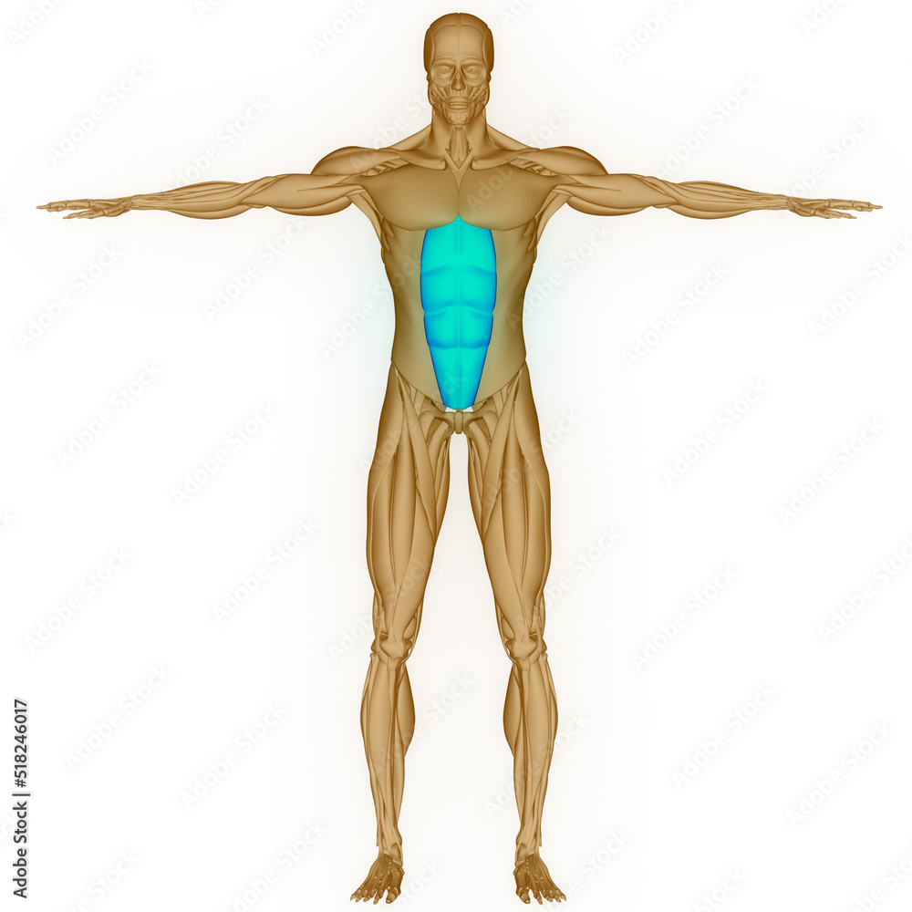 Human Muscular System Torso Muscles Rectus Abdominis Muscle Anatomy ...