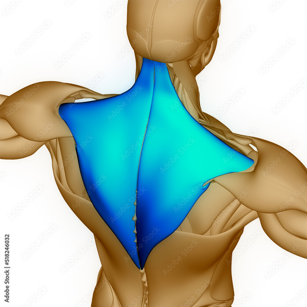 Ilustración de Stock Human Muscular System Torso Muscles Trapezius ...
