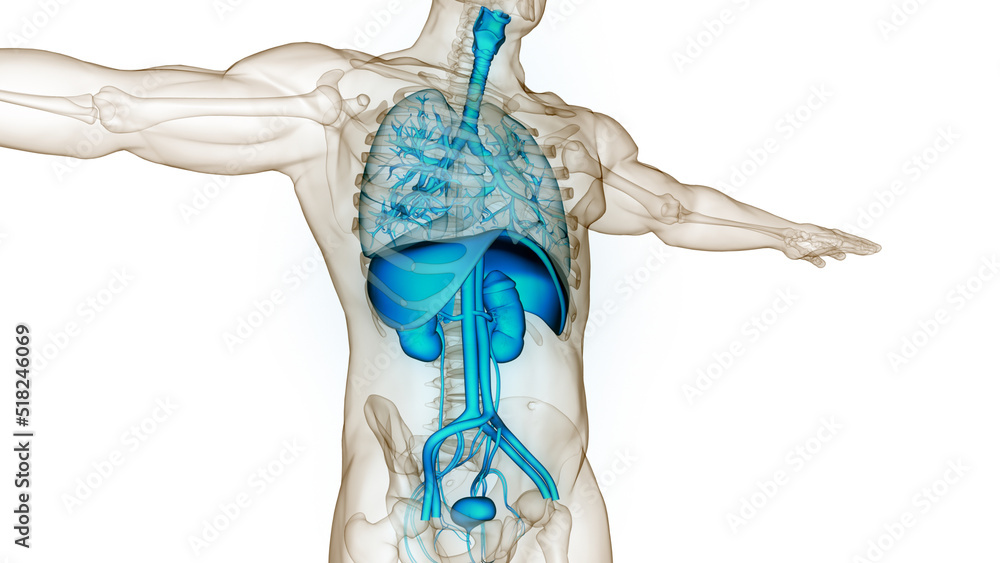 Human Body Internal Organs Anatomy Stock Illustration | Adobe Stock
