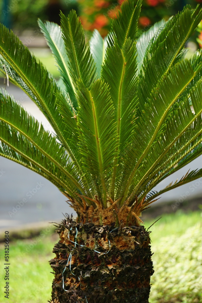 Foto de Stock Cycas Revoluta (pakis haji, Cycas revoluta, Sotetsu, sago ...