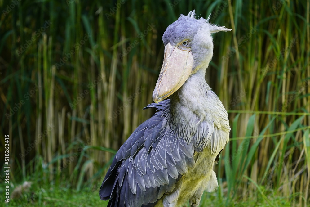The Shoebill (Balaeniceps rex) also known as Whalehead or Shoe-billed ...