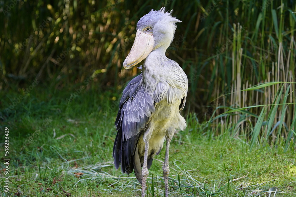 The Shoebill (Balaeniceps rex) also known as Whalehead or Shoe-billed ...