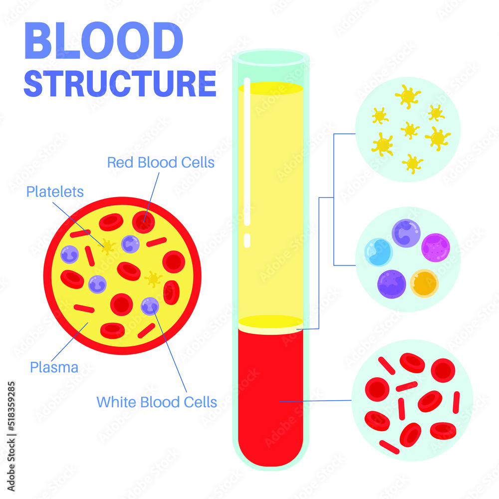 blood structure :plasma, red blood cells, white blood cells, and ...