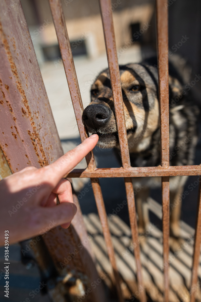 Dog behind fence sniffing human finger in asylum Stock Photo | Adobe Stock