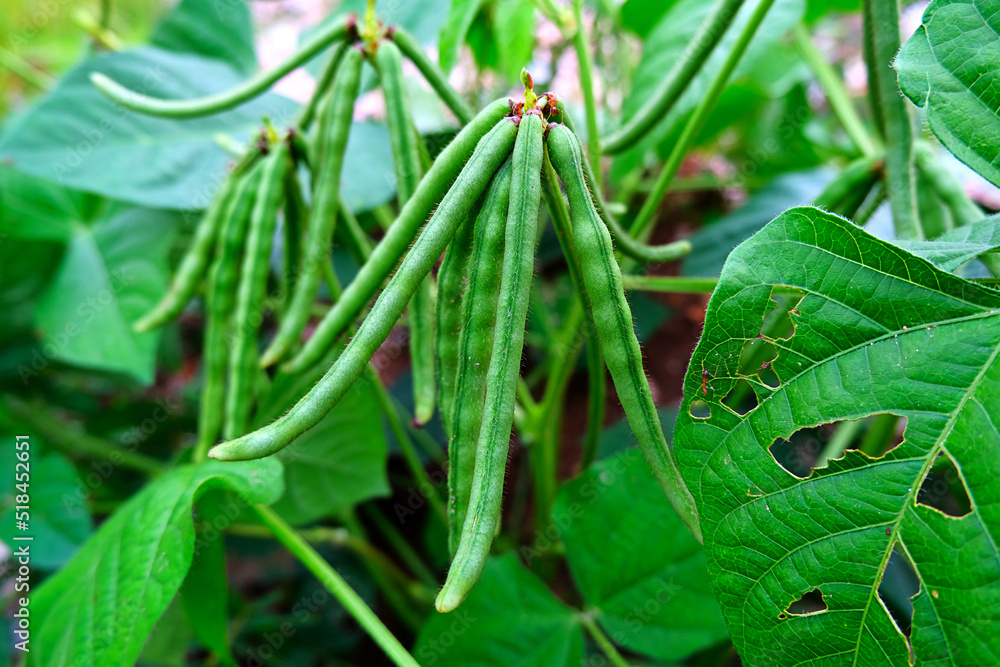 Mung bean pods, the fruits are elongated cylindrical or flat ...