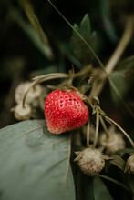 Red Strawberry Fruit With Flowers Free Stock Photo - Public Domain Pictures