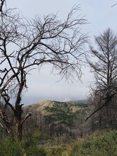 Scraggly Tree Free Stock Photo - Public Domain Pictures