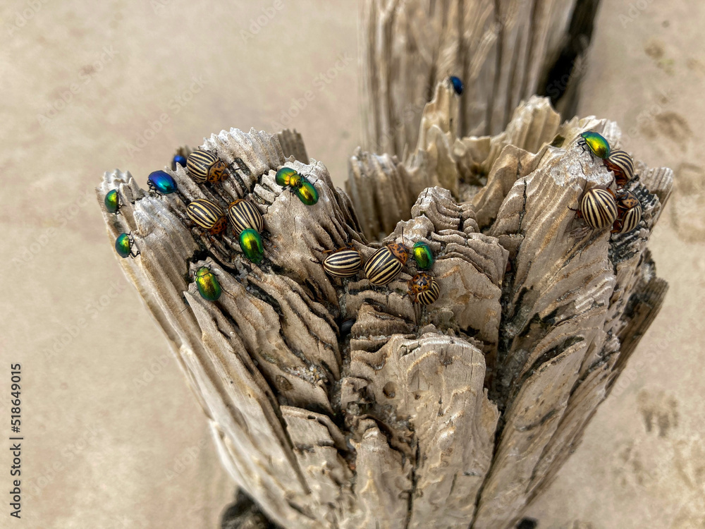 Colorado potato beetles and other Polish beetles on a stump, insects in ...