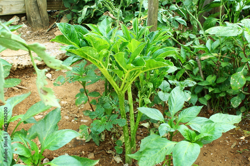 indian vegetable tuber yam or elephant yam plant also known as suran in ...