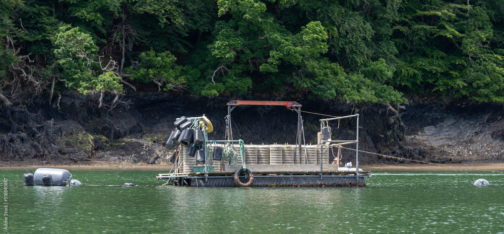 River Fal, Cornwall, England, UK. 2022, Mussel farming on the River Fal ...