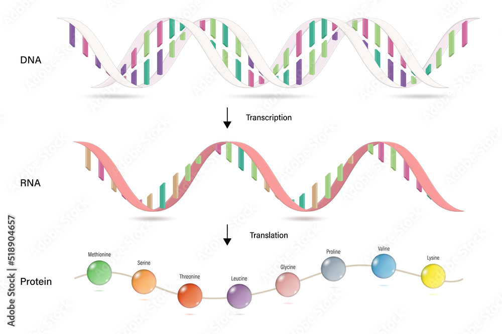 Transcription and Translation. Protein synthesis. DNA, mRNA and Protein. Molecular Biology ...