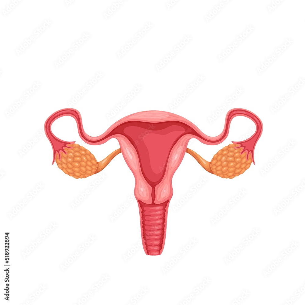 Female reproductive system vector illustration. Cartoon isolated healthy human organs of woman ...