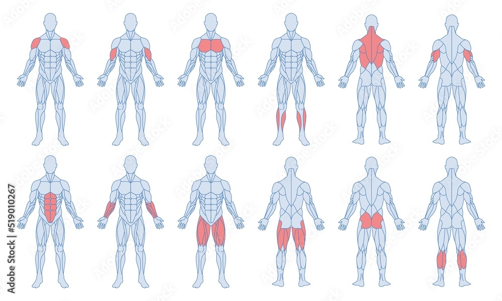 Male muscle anatomy set. Figure of man and with highlighted biceps ...