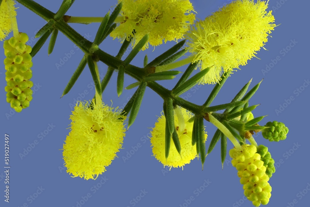 Isolated stem of Prickly Moses (Acacia pulchella). Australian native ...