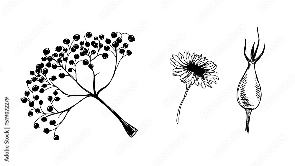 Plants hand drawn illustration. Botanical vector sketch. Doodle rowan ...