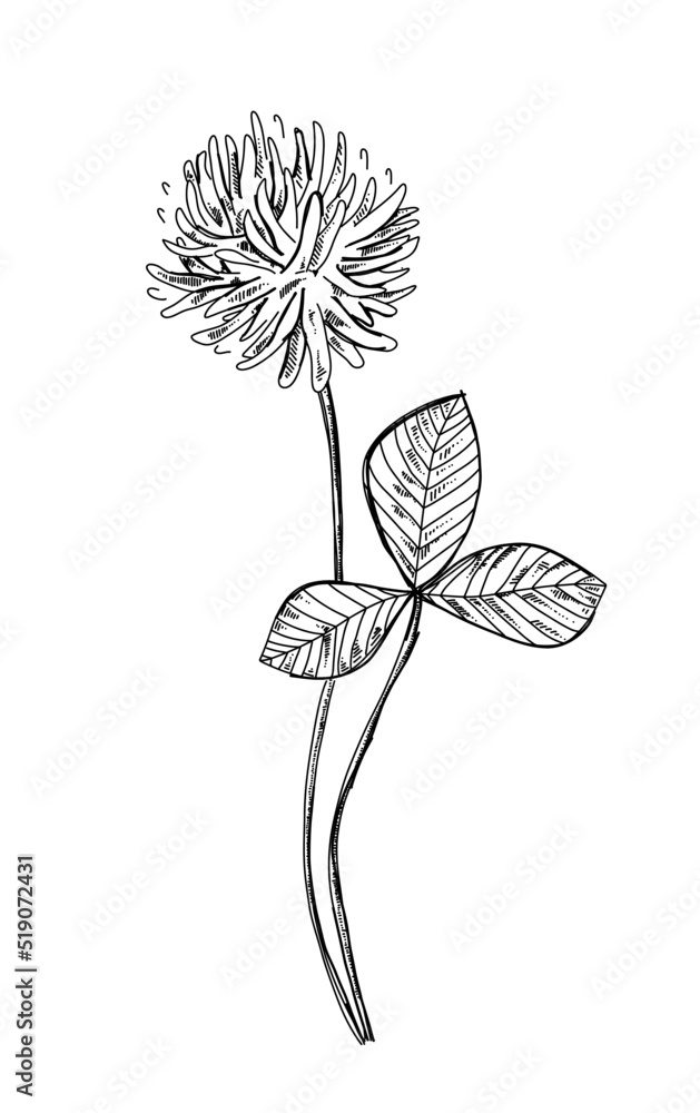Shamrock hand drawn illustration. Botanical vector sketch. Doodle ...