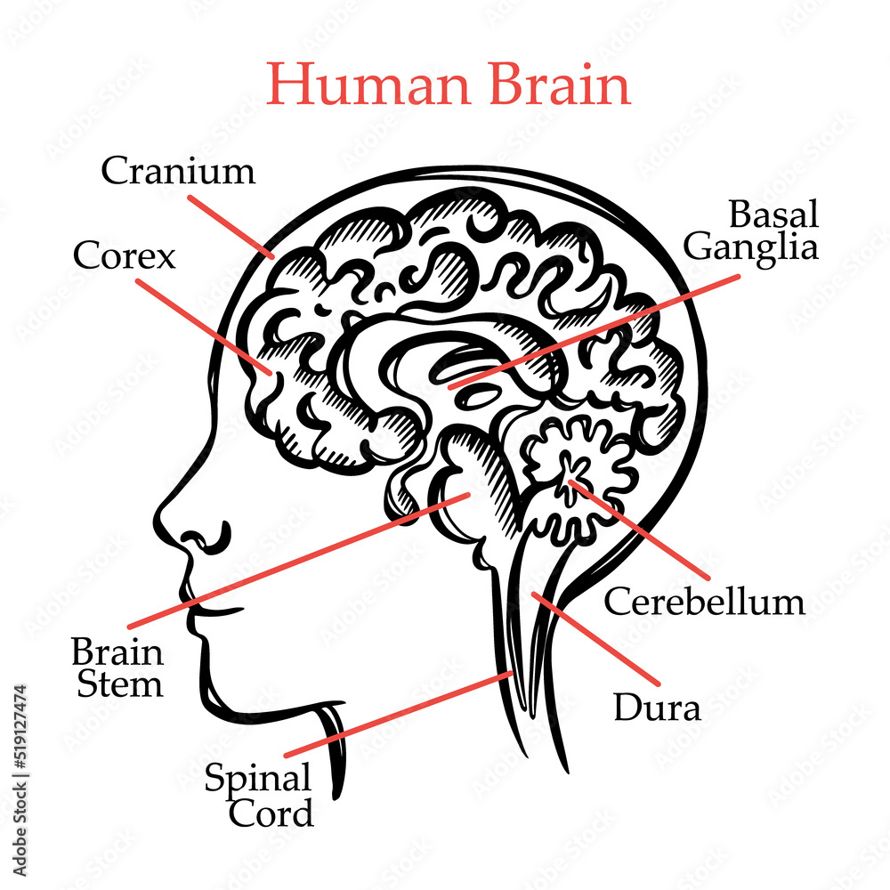 Vector de Stock HUMAN BRAIN OUTLINE General Layout Chart Of Partitions ...