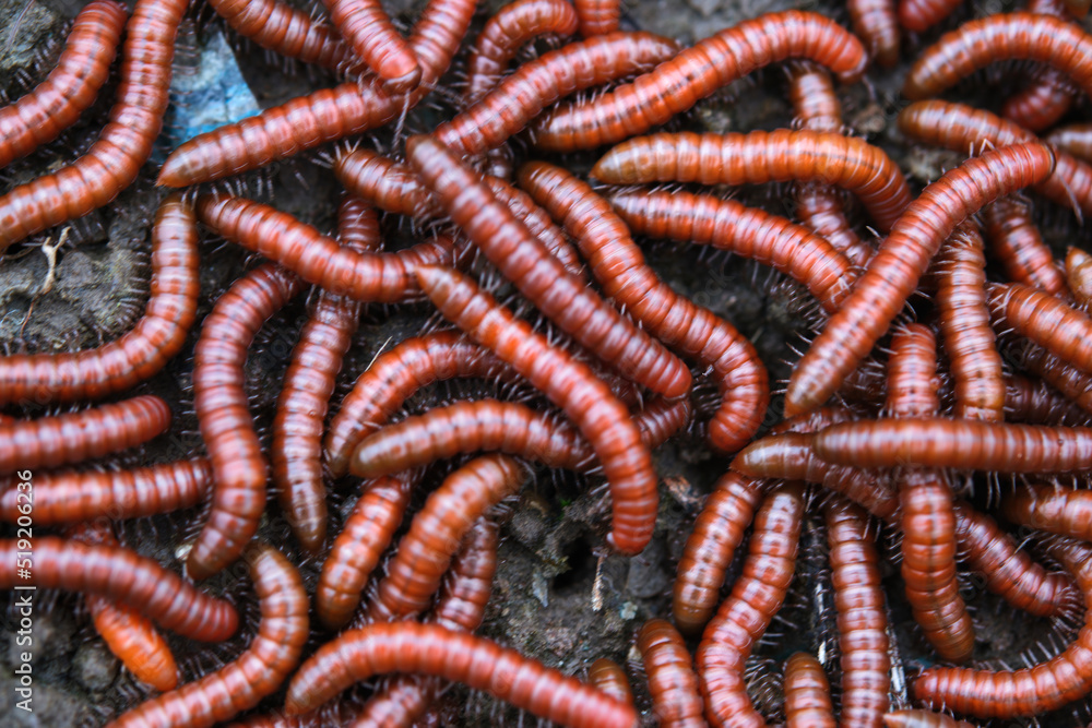 Red millipidae, Trigoniulus Corallinus, group of millipedes in Farm ...