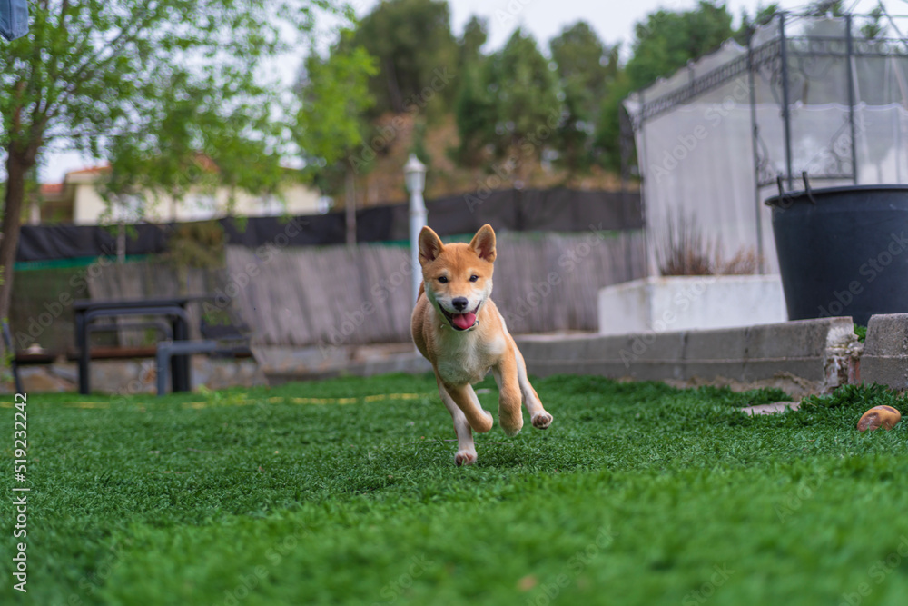 cachorro de perro japonés de raza shiba inu, jugando con una pelota y ...