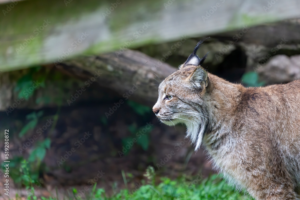 The Canada lynx (Lynx canadensis) is a species native to North America ...