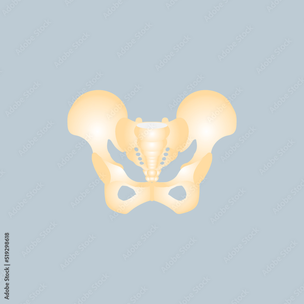 anatomy of pelvic bone, internal organs body part orthopedic ...