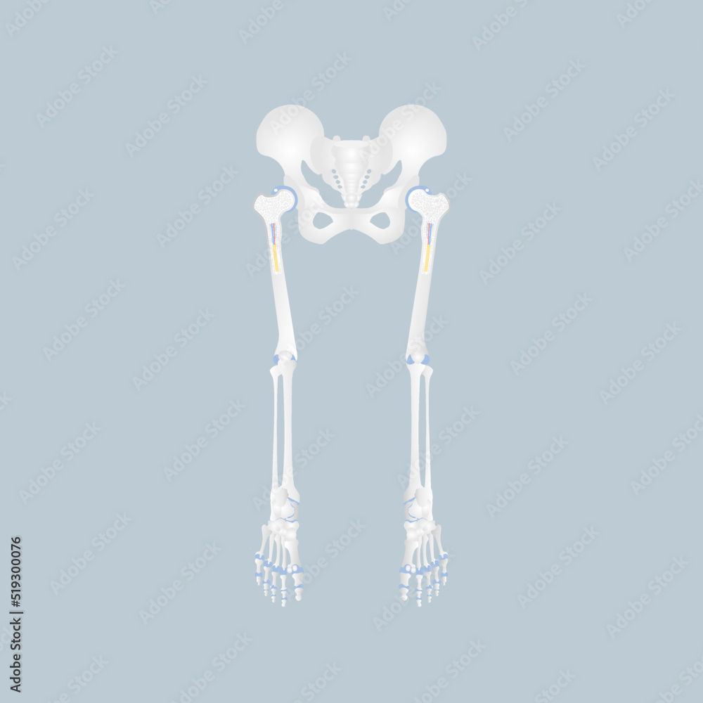 Стоковое векторное изображение «anatomy of hip, pelvic bone, long bone ...