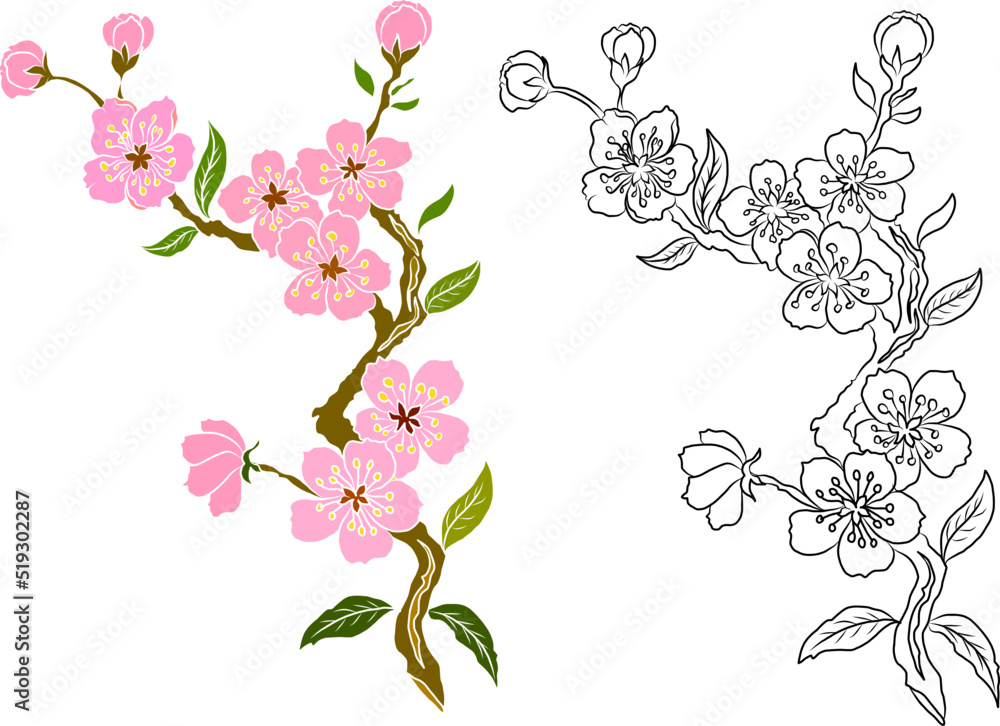 Free hand Sakura flower vector set, Beautiful line art Peach blossom ...