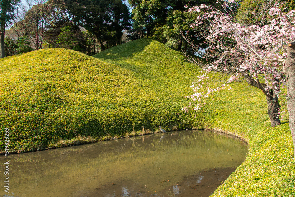 Views with pond and blossoming Japanese trees in the Koishikawa ...