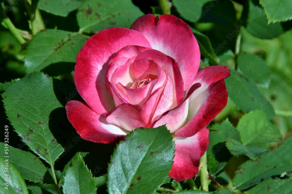 "Prince of Monaco" heißt diese Rose (Makro) Stock Photo | Adobe Stock