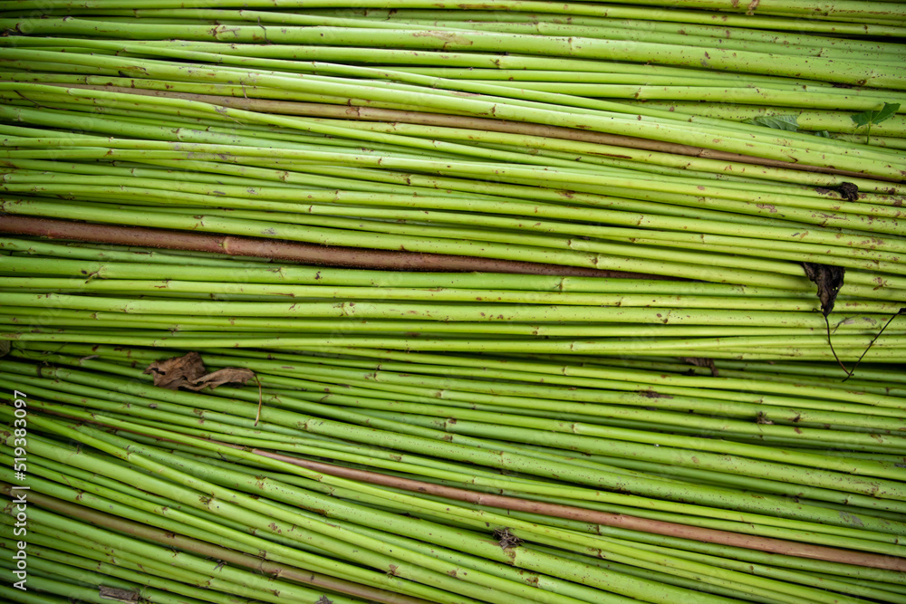 Green Raw Jute Texture background. This is the Called Golden Fiber in ...