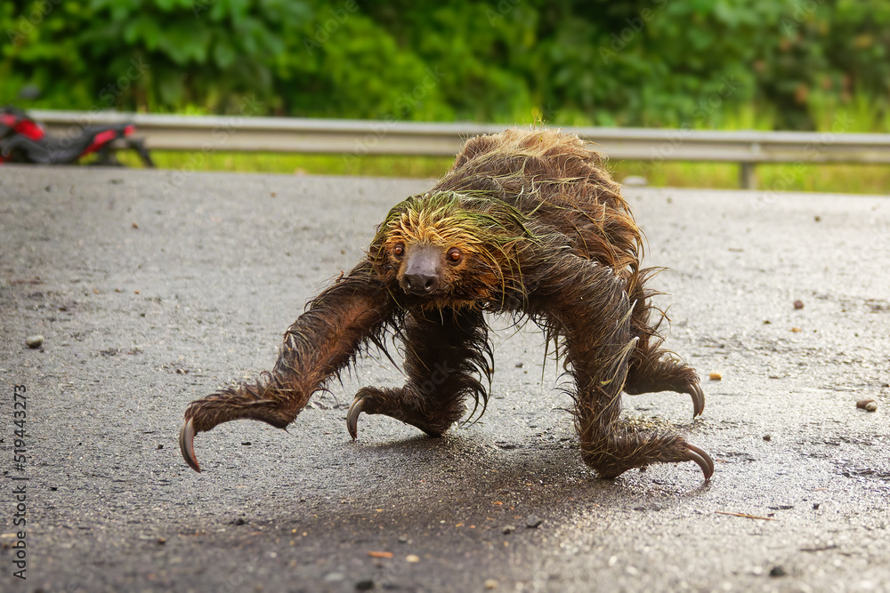 Sloths Crossing The Road
