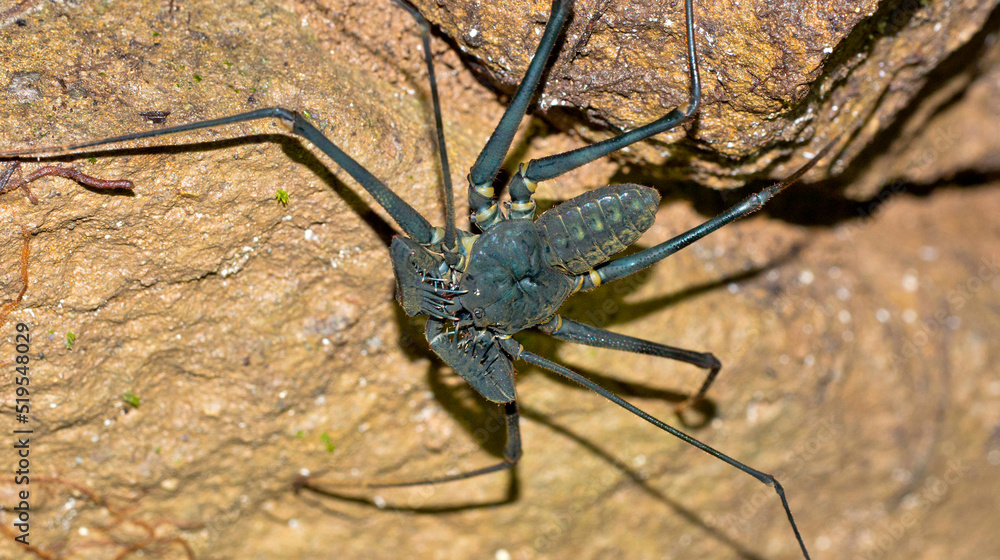 Whip spider, Tailess Whip Scorpion, Amblipigido, Paraphrynus laevifrons ...