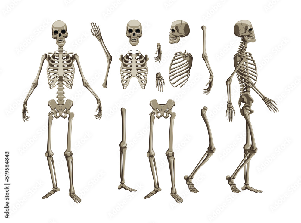 Cartoon Human Bones